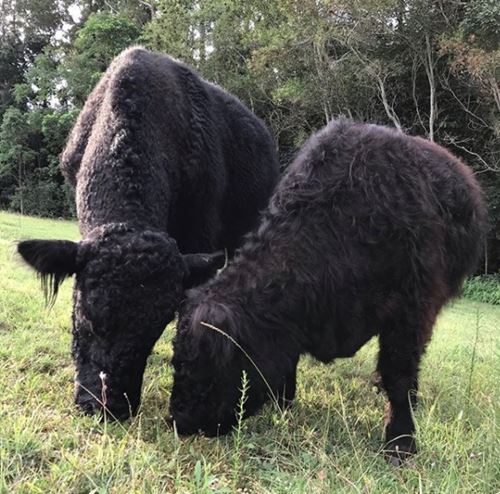 Galloway | La biquette dans la prairie