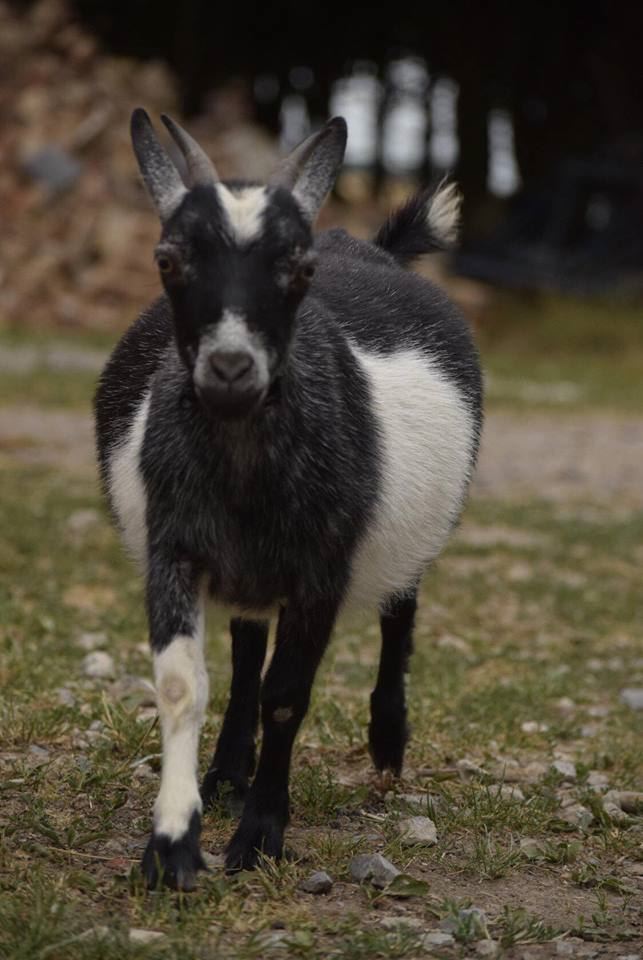 La biquette dans la prairie