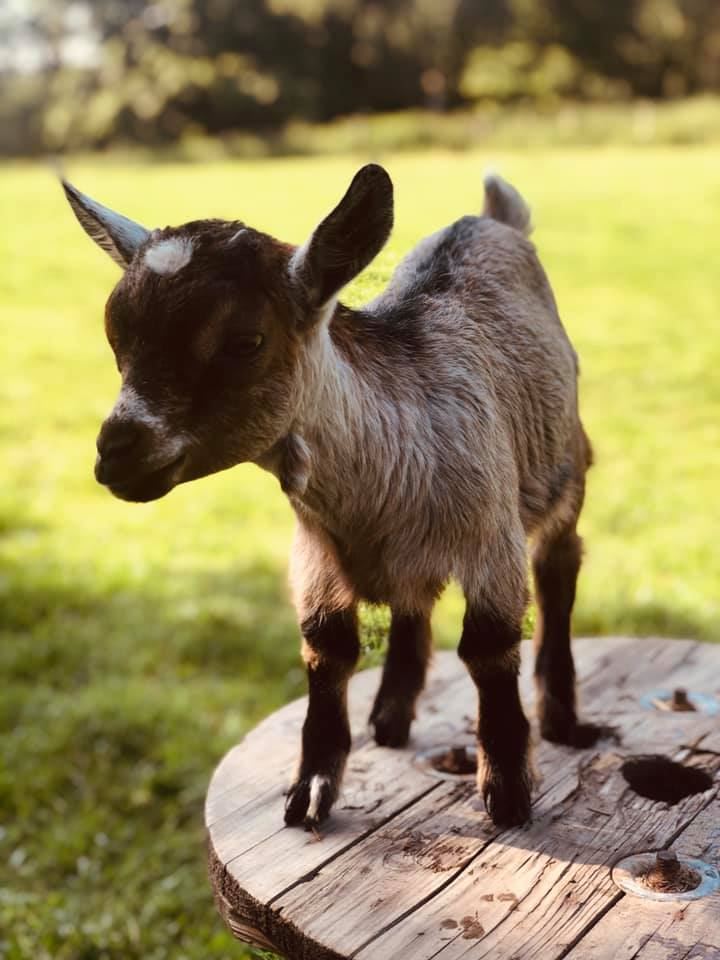 Chevre Naine A Vendre