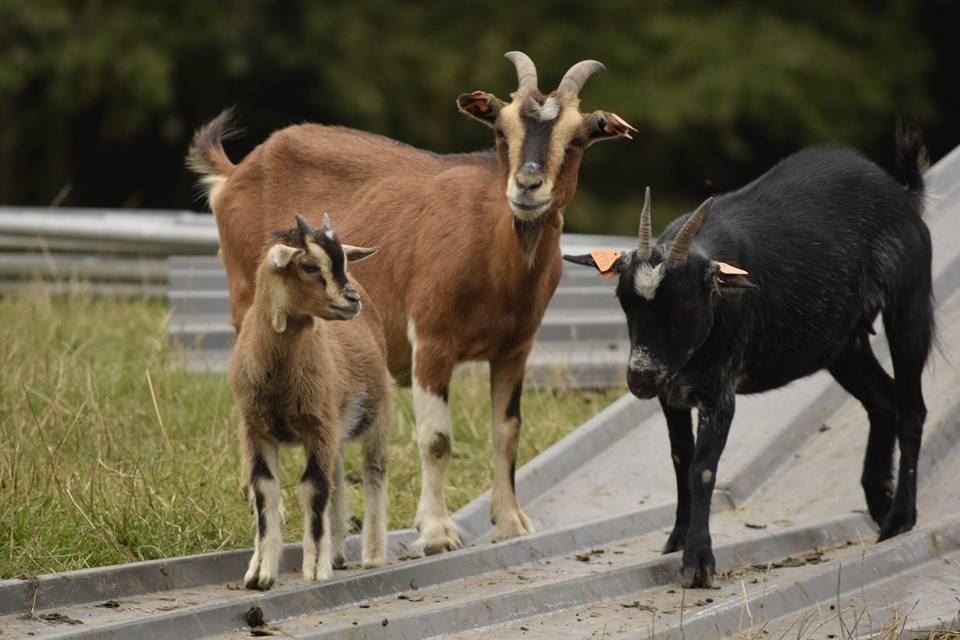 La biquette dans la prairie