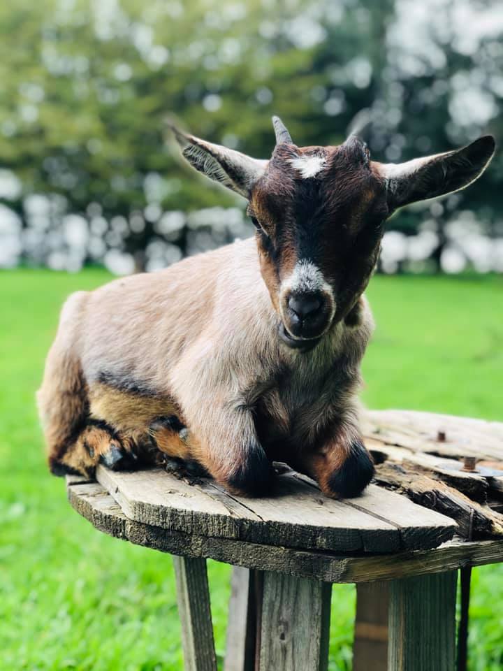 La biquette dans la prairie