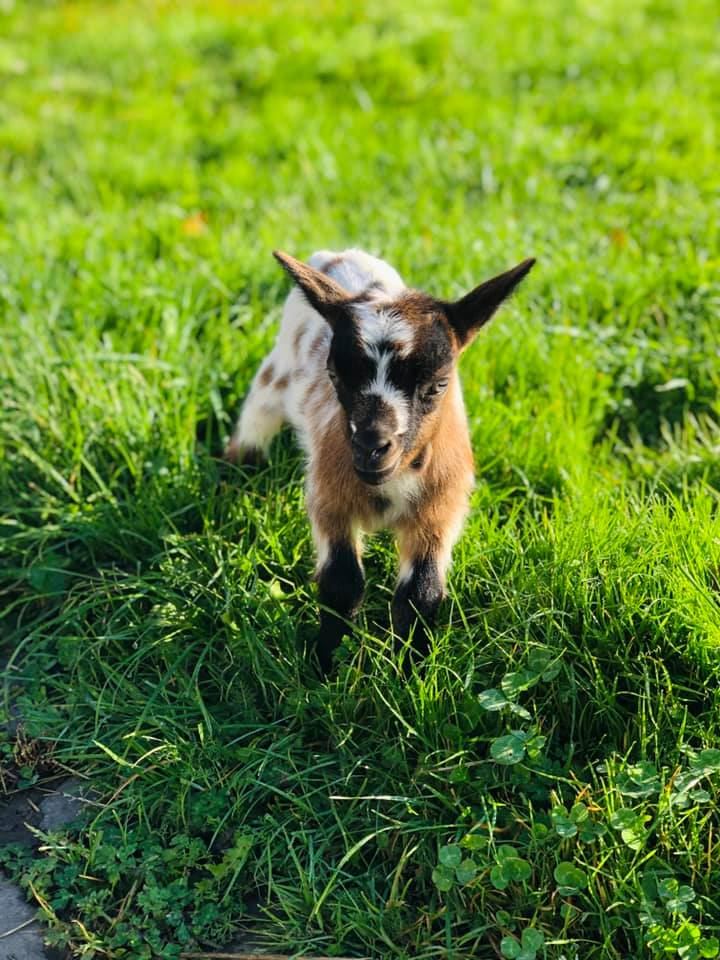 Chèvres naines | La biquette dans la prairie