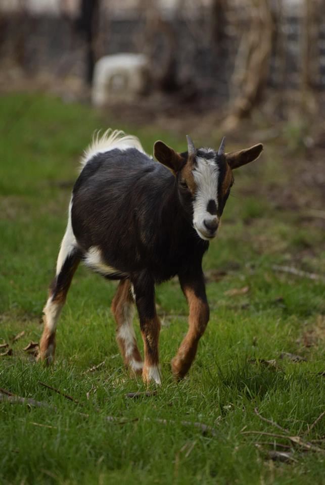 La biquette dans la prairie