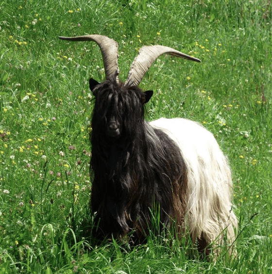 La biquette dans la prairie
