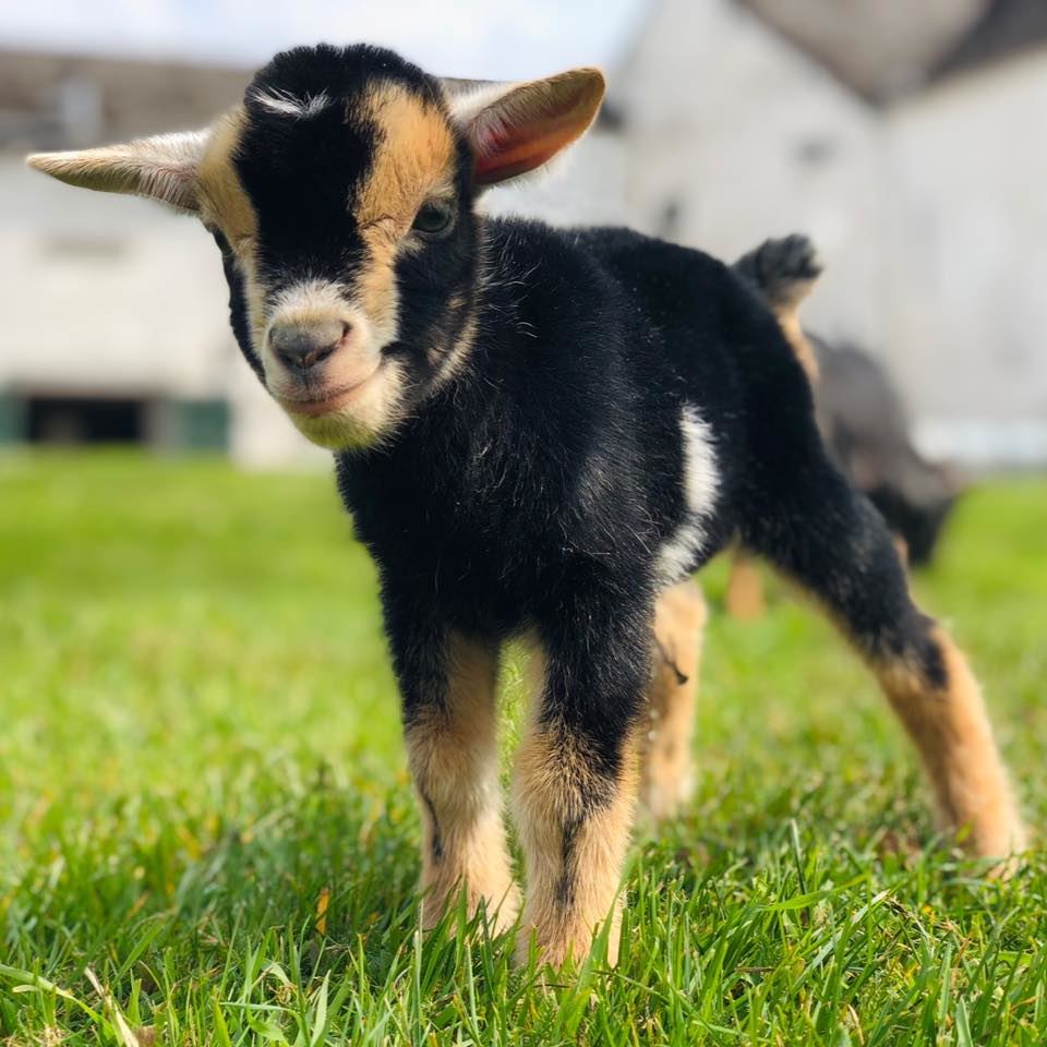 La biquette dans la prairie