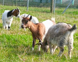 Chèvres | La biquette dans la prairie