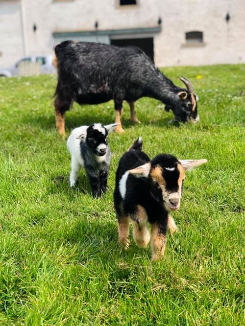 Chèvres naines | La biquette dans la prairie