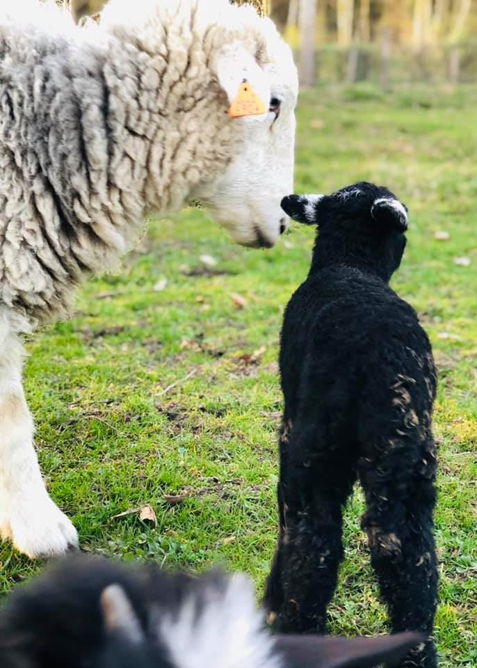 La biquette dans la prairie