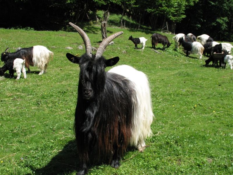 La biquette dans la prairie